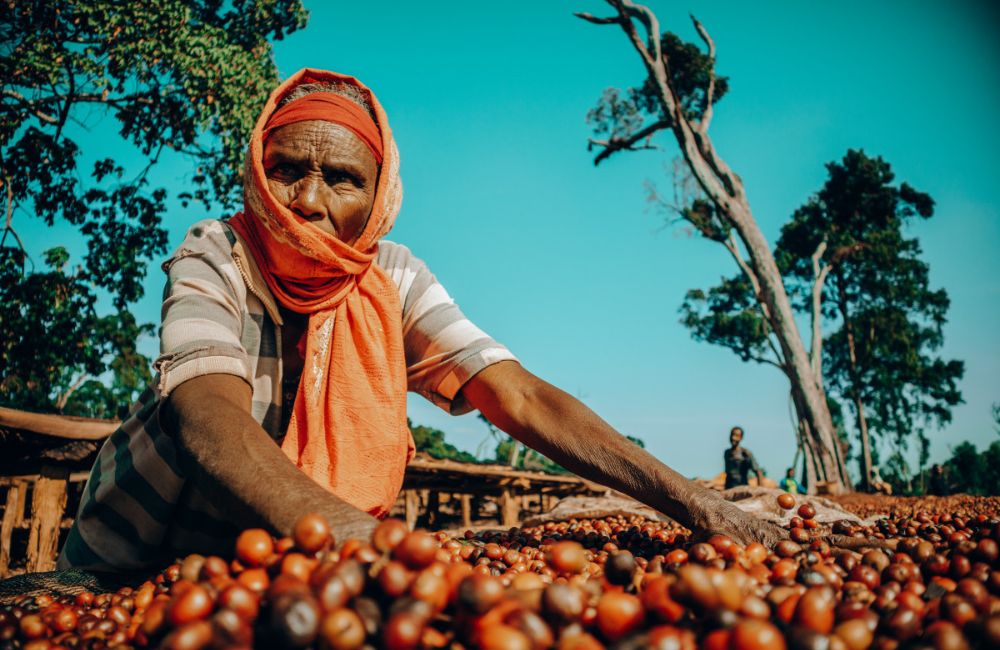All About Ethiopian Coffee - Ineffable Coffee